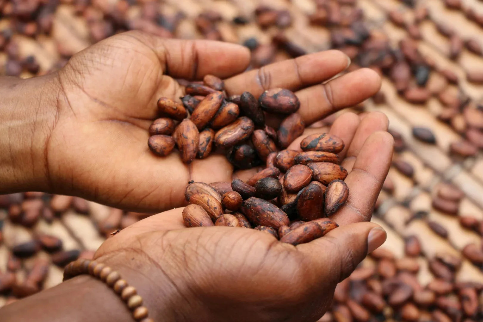 Factors Contributing to Rising Cocoa Prices – The Cocoa Circle