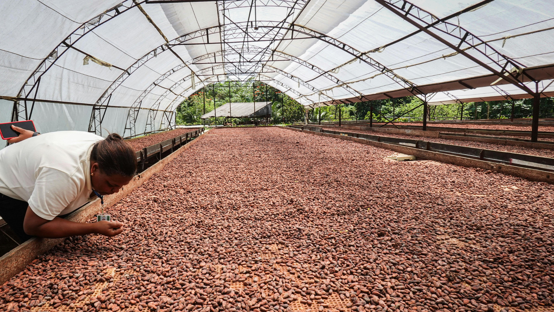 Drying Cocoa Beans » The Cocoa Circle