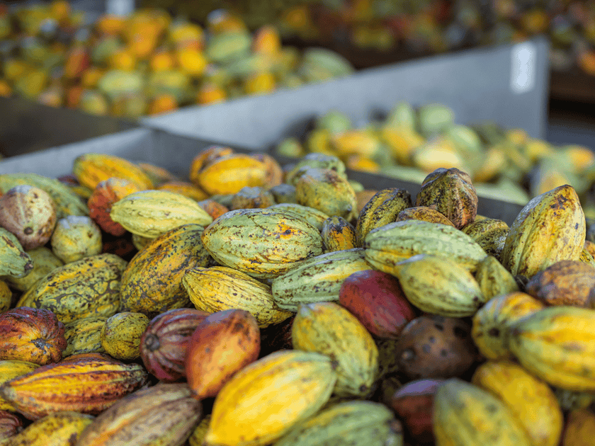 The Harvesting of Cocoa Explained » The Cocoa Circle